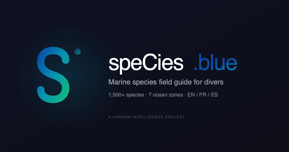 speCies.blue — Marine species field guide for scuba divers